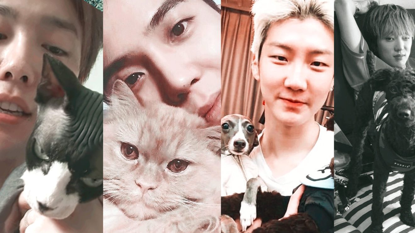 pets - Info, Quizzes, Polls - Kpop Profiles