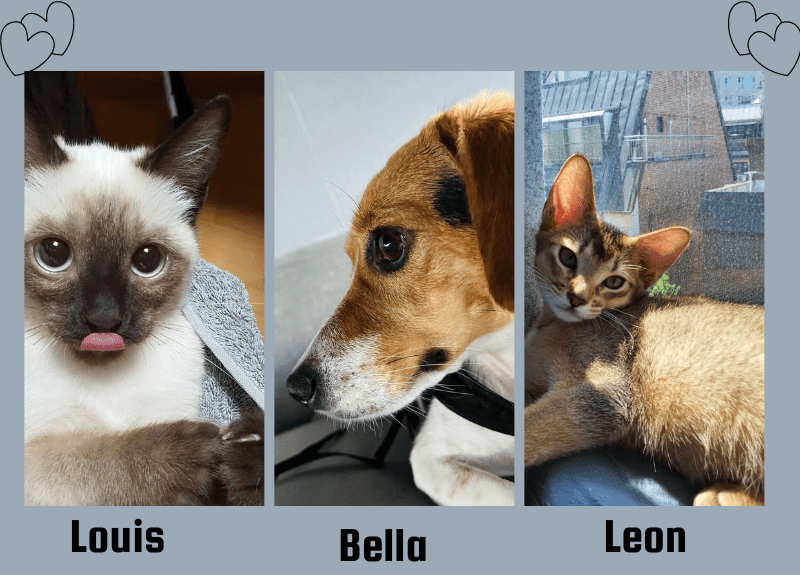 Wayv Pets & Information (Updated!) - Kpop Profiles